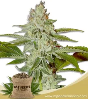 Hellfire OG Strain Feminized Marijuana Seeds - MjSeedsCanada