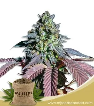 Bonkers Strain Feminized Marijuana Seeds - MjSeedsCanada
