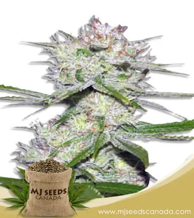 Dutch Crunch Strain Feminized Marijuana Seeds - MjSeedsCanada