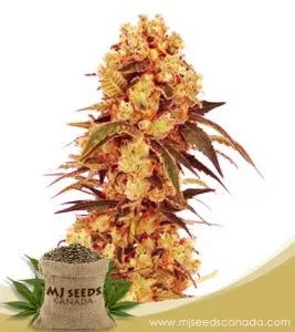 Marijuana Seeds in Canada | MjseedsCanada