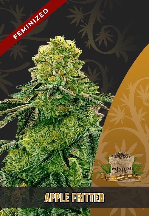 Apple Fritter Strain Feminized Marijuana Seeds - MjSeedsCanada