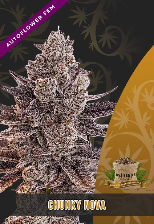 Chunky Nova Strain Autoflowering Feminized Marijuana Seeds - MjSeedsCanada