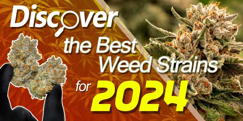 Discover the Best Weed Strains for 2024 - MjSeedsCanada