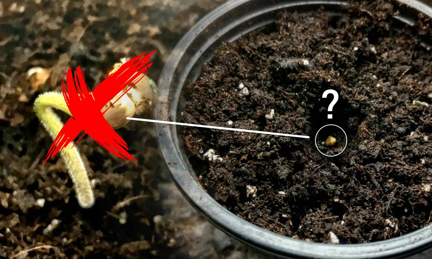 Understanding the Reasons Behind Cannabis Seeds Not Germinating ...