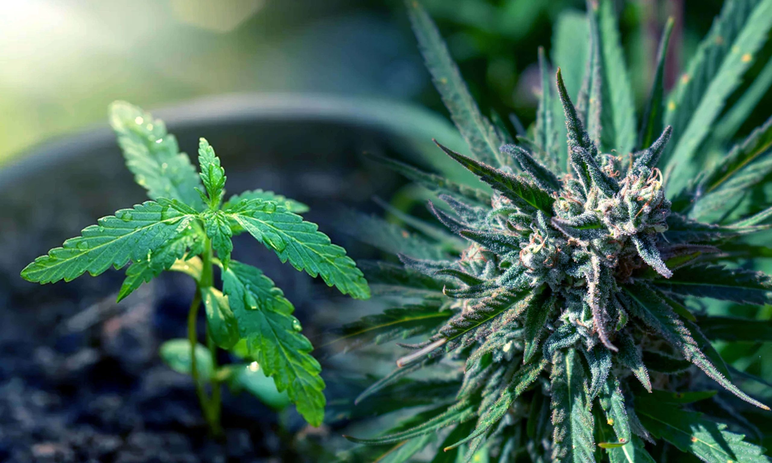 Unraveling the Genetic Journey of Blue Dream: A Comprehensive Overview ...