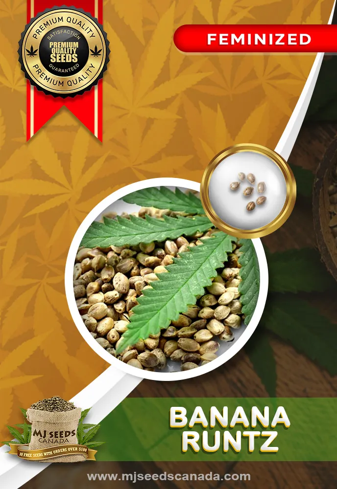 Banana Runtz Strain Feminized Marijuana Seeds - MjSeedsCanada