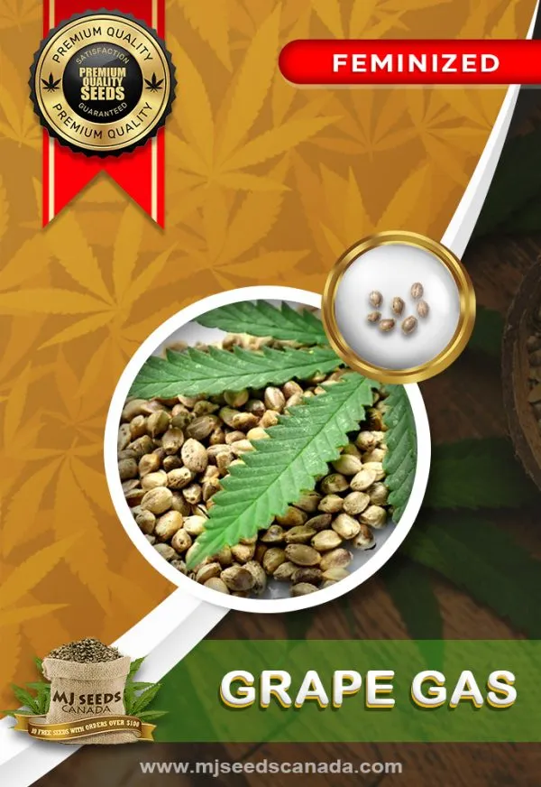 Grape Gas Strain Feminized Marijuana Seeds - MjSeedsCanada