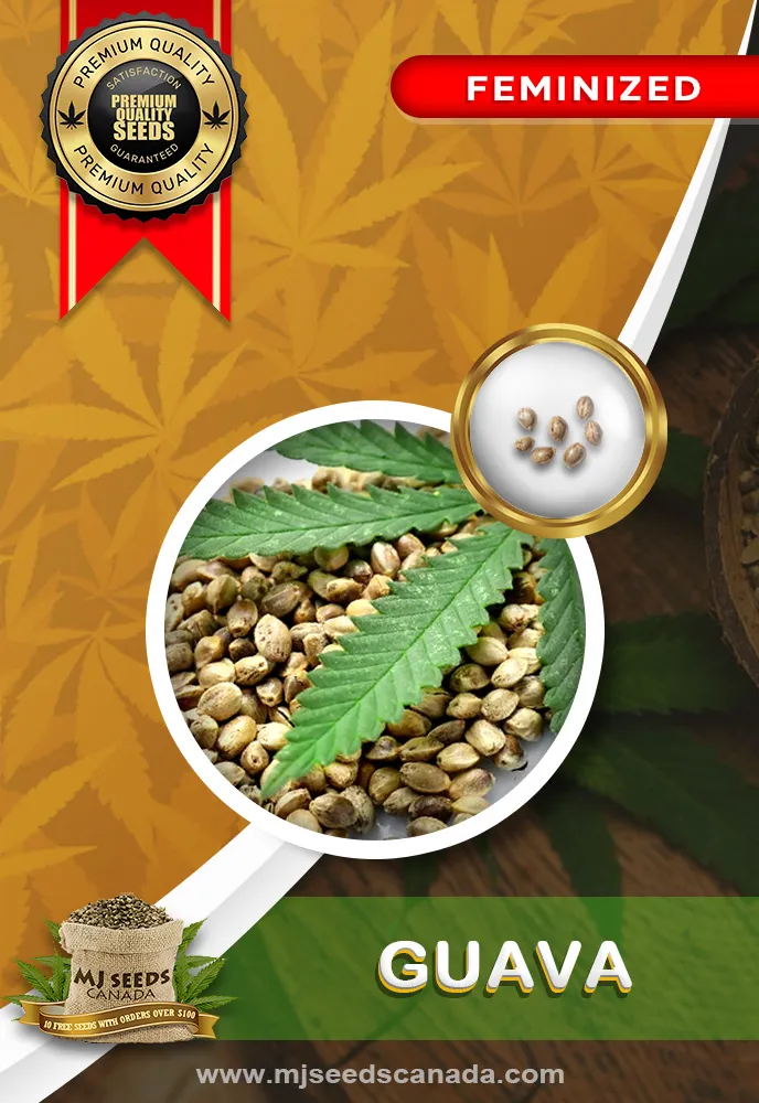 Guava Strain Feminized Marijuana Seeds - MjSeedsCanada