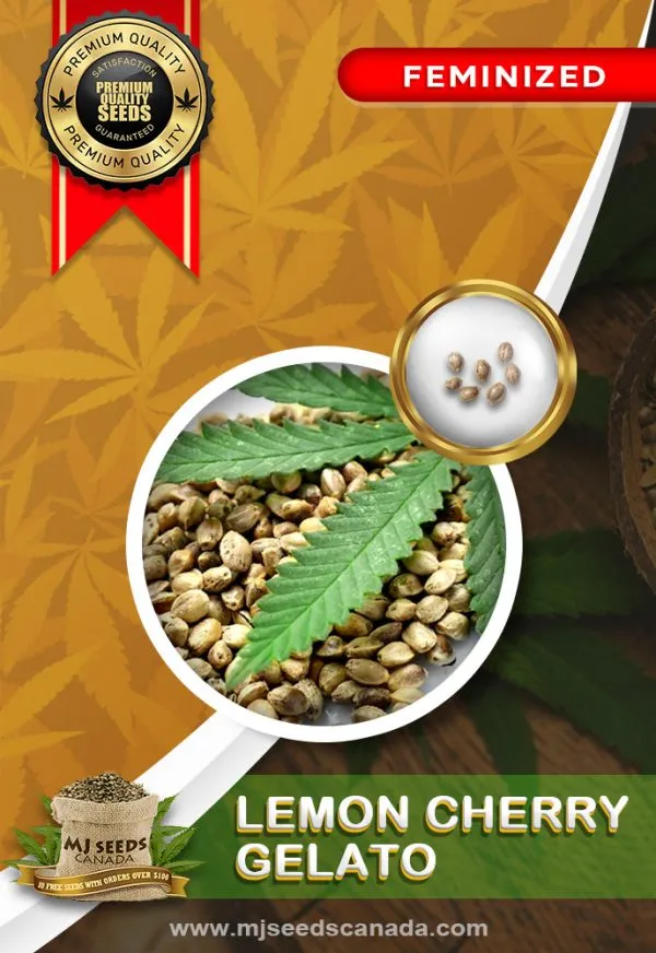 Lemon Cherry Gelato Strain Feminized Marijuana Seeds - MjSeedsCanada
