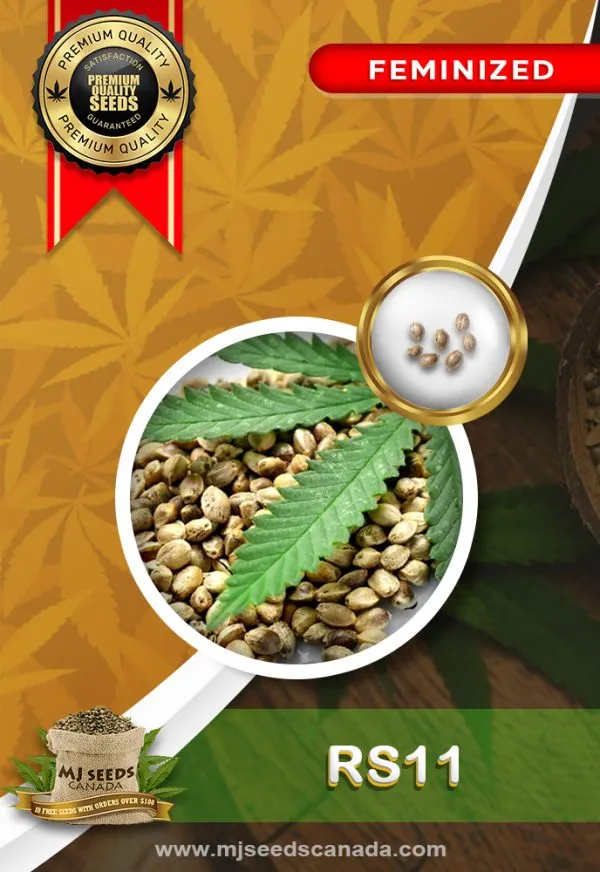 RS11 Strain Feminized Marijuana Seeds - MjSeedsCanada