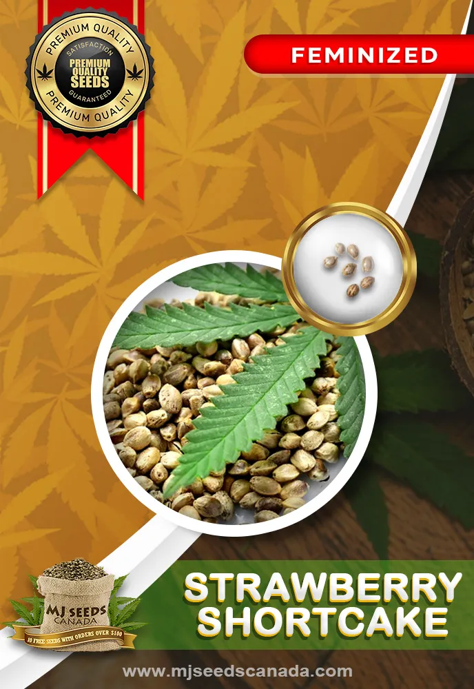 Strawberry Shortcake Strain Feminized Marijuana Seeds - MjSeedsCanada