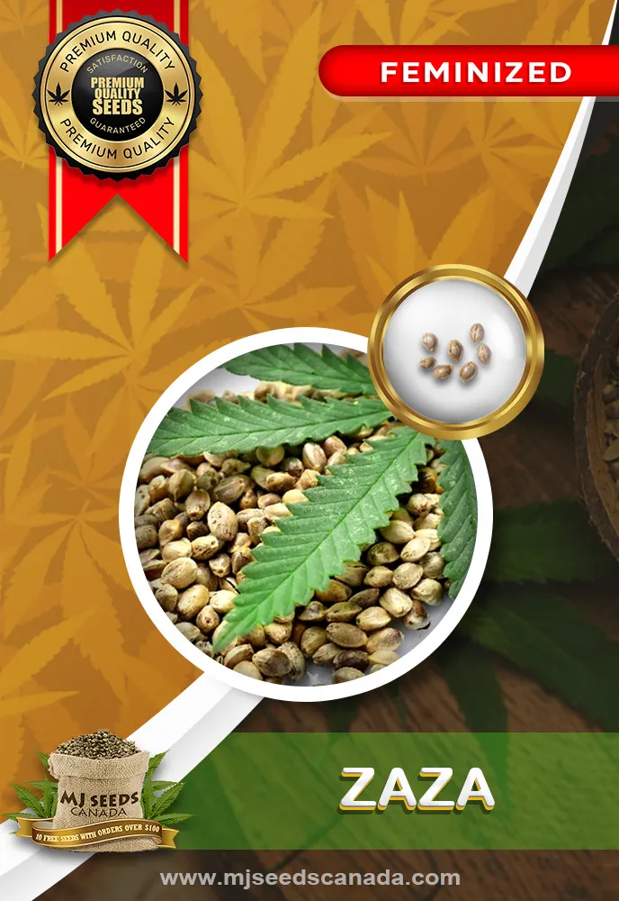 Zaza Strain Feminized Marijuana Seeds - MjSeedsCanada