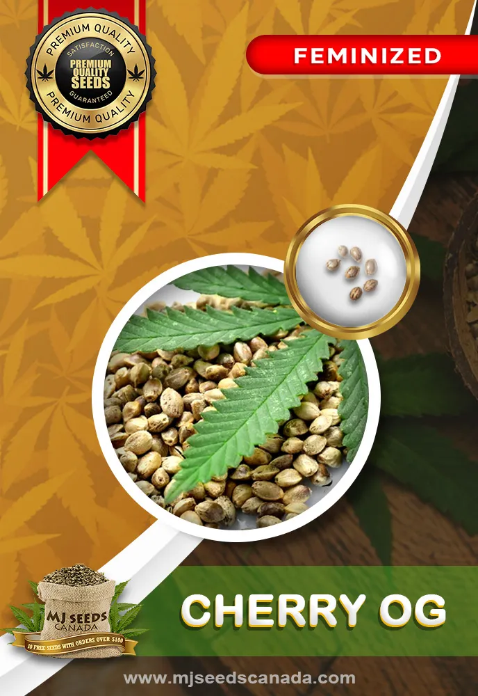 Cherry OG Strain Feminized Marijuana Seeds - MjSeedsCanada