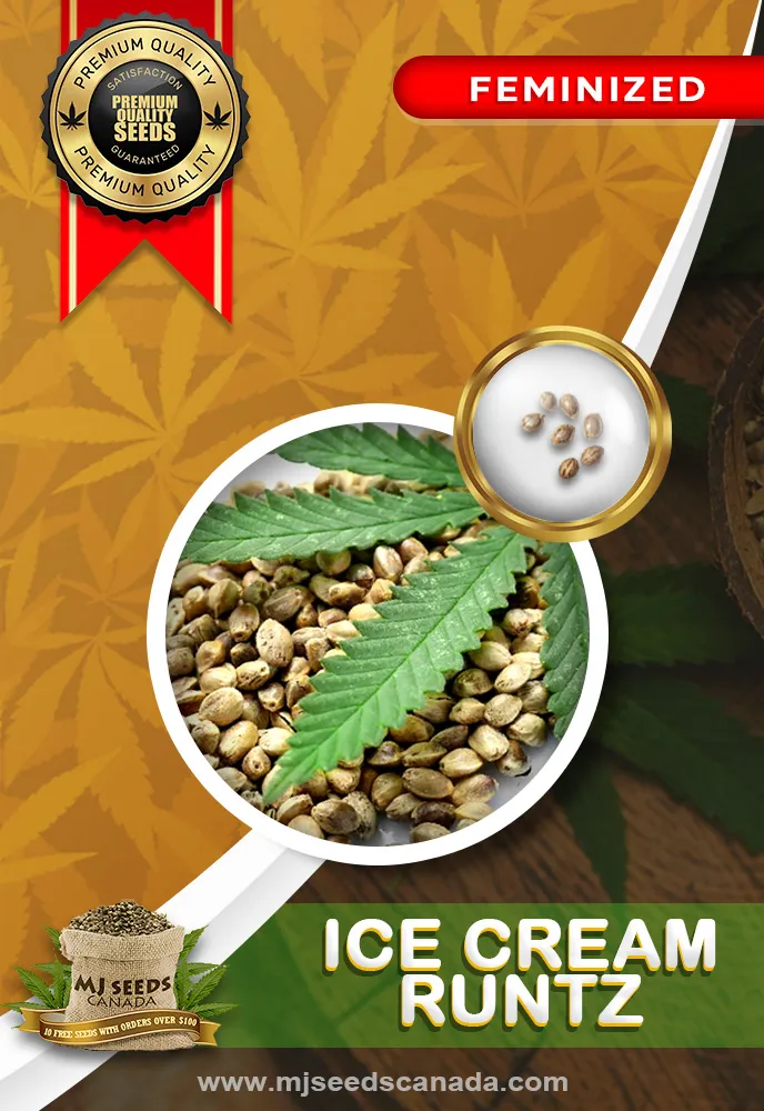 Ice Cream Runtz Strain Feminized Marijuana Seeds - MjSeedsCanada