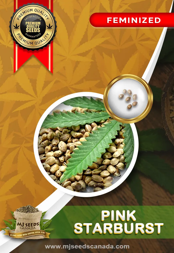 Pink Starburst Strain Feminized Marijuana Seeds - MjSeedsCanada