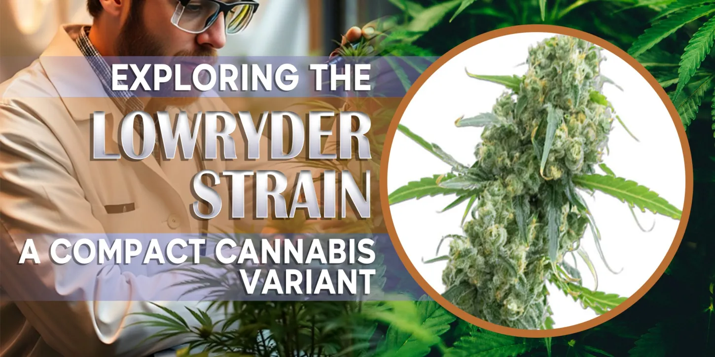 Exploring the Lowryder Strain: A Compact Cannabis Variant - MjSeedsCanada