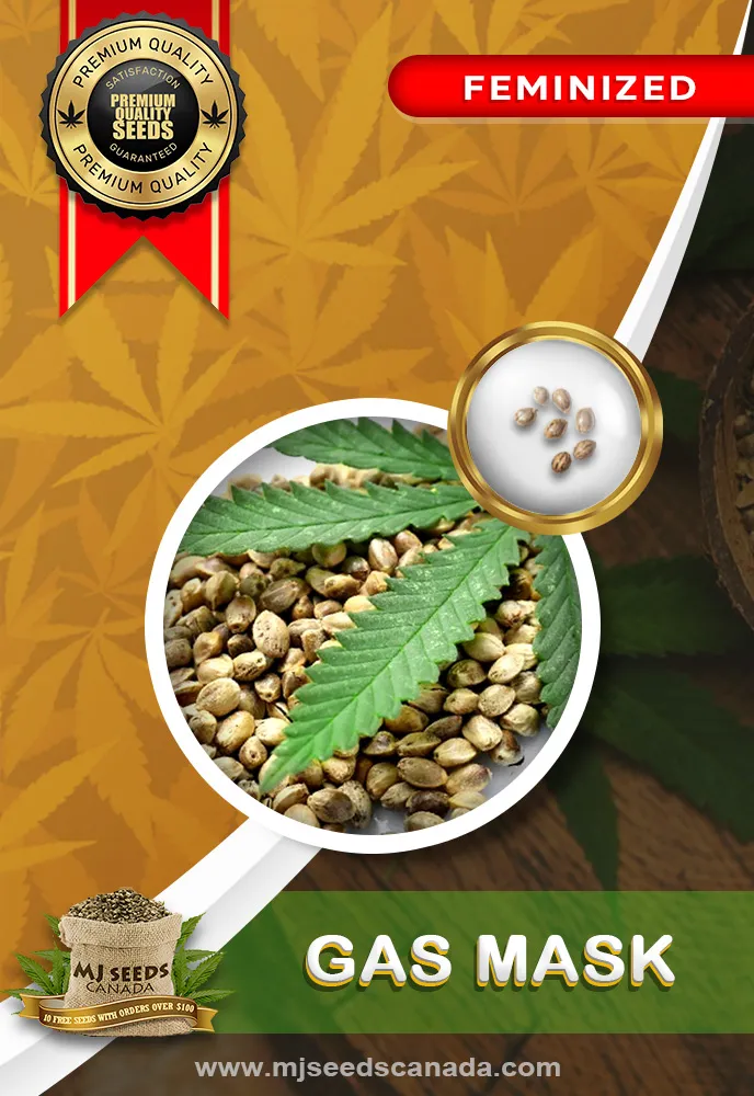 Gas Mask Strain Feminized Marijuana Seeds - MjSeedsCanada