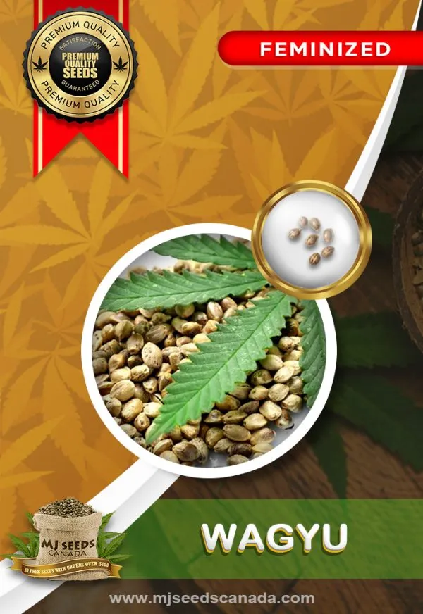 Wagyu Strain Feminized Marijuana Seeds - MjSeedsCanada