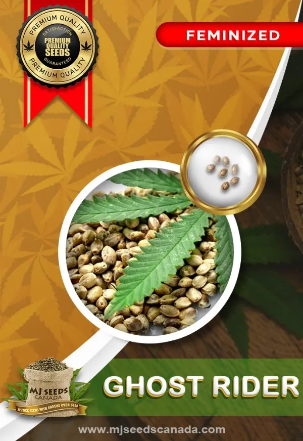 Ghost Rider Strain Feminized Marijuana Seeds - MjSeedsCanada